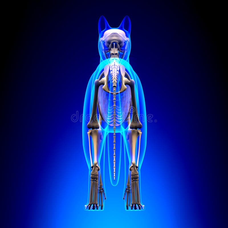 Cat Skeleton Anatomy - Anatomy of a Cat Skeleton - Back View Stock ...