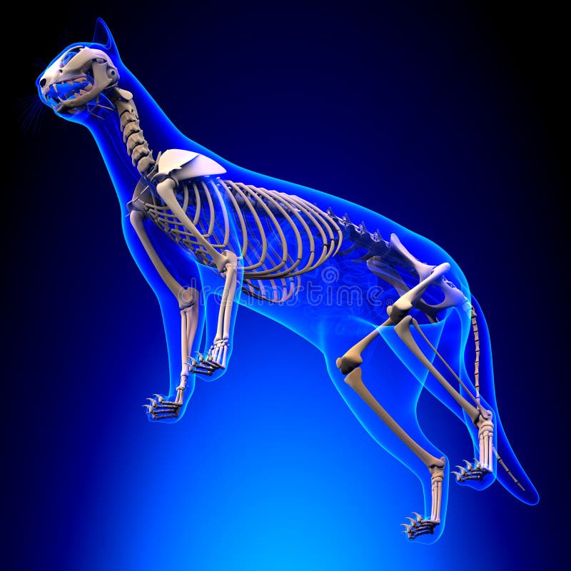 Cat Skeleton Anatomy - Anatomy of a Cat Skeleton - Perspective V Stock ...