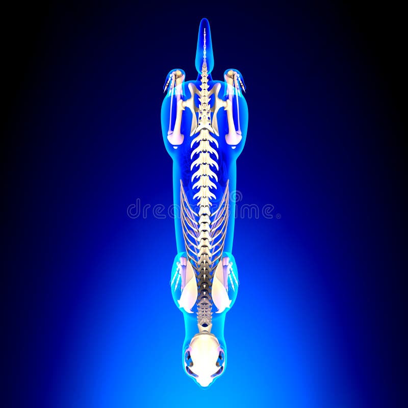 Cat Skeleton Anatomy - Anatomy of a Cat Skeleton - Top View Stock Image ...