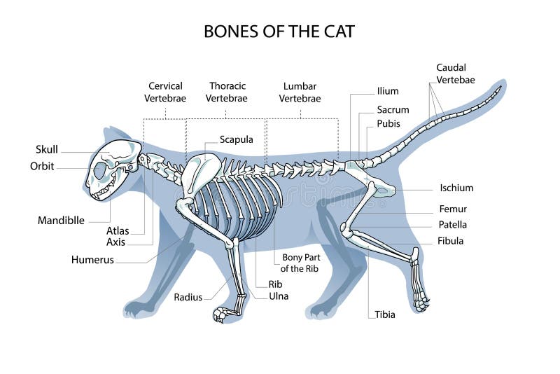 Cat Skeleton Veterinary Vector Illustration, Cat Osteology, Bones Stock ...