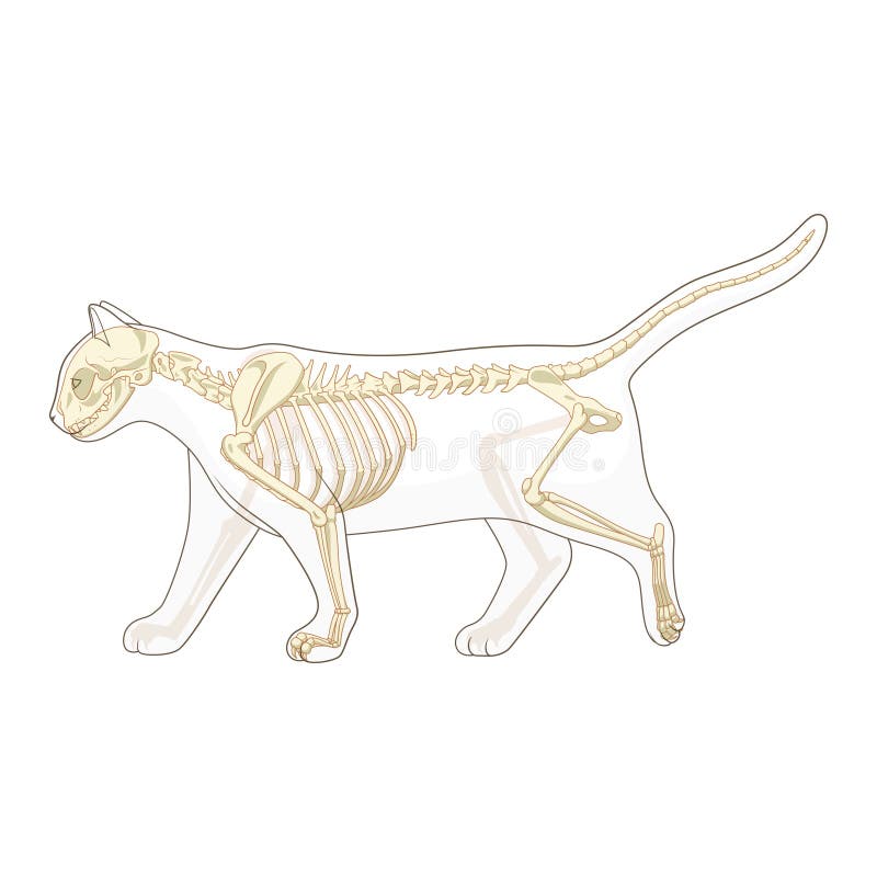 Cat Skeleton Veterinary Vector Illustration Stock Vector - Illustration ...