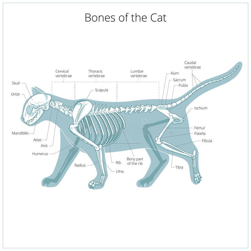Cat Skeleton Veterinary Vector Illustration Stock Vector - Illustration ...