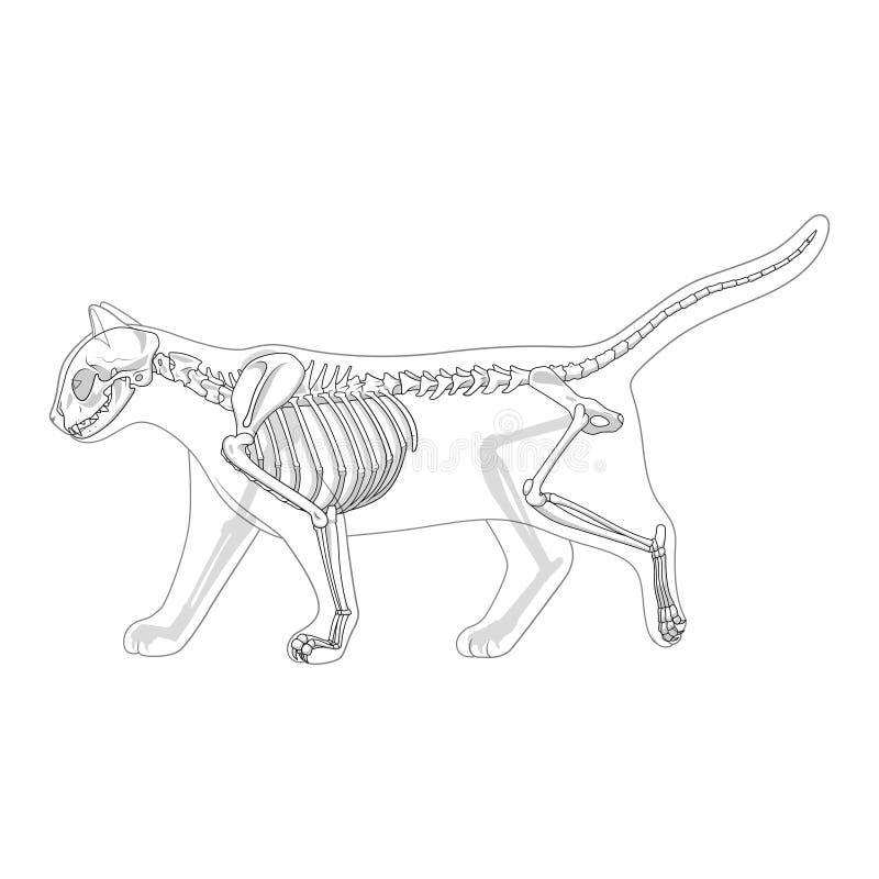 Cat Skeleton Veterinary Vector Illustration Stock Vector - Illustration ...
