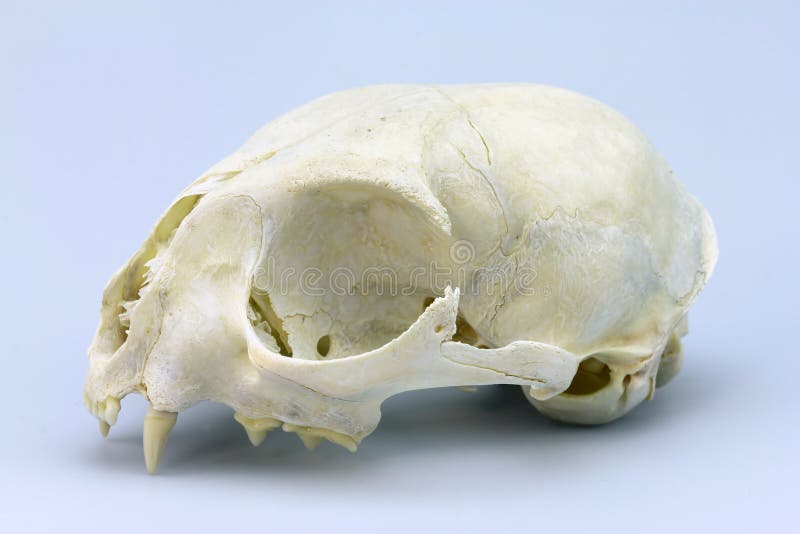 Cat skull stock image. Image of cranium, head, brain - 52738029
