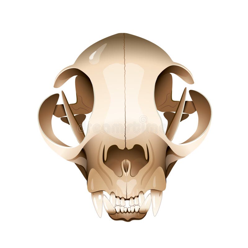 Cat skull stock vector. Illustration of spooky, vector - 77295832