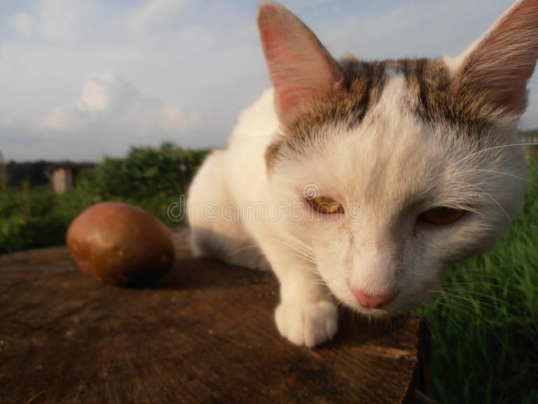 Cat stock image. Image of cucumber, blue, stump - 43311183