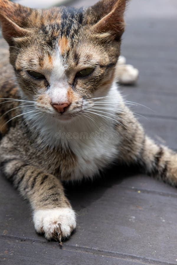 A Cat is on a Skywalk in the Babakan Siliwangi Urban Forest in Bandung ...