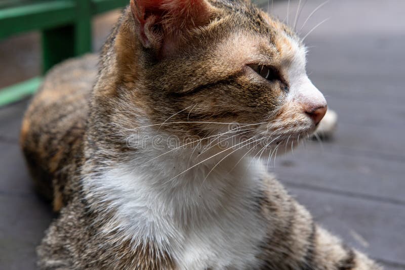 A Cat is on a Skywalk in the Babakan Siliwangi Urban Forest in Bandung ...