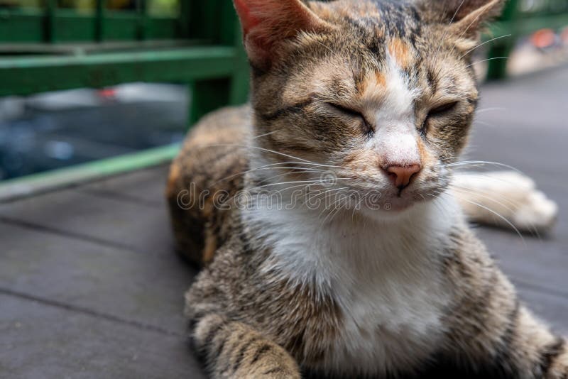 A Cat is on a Skywalk in the Babakan Siliwangi Urban Forest in Bandung ...