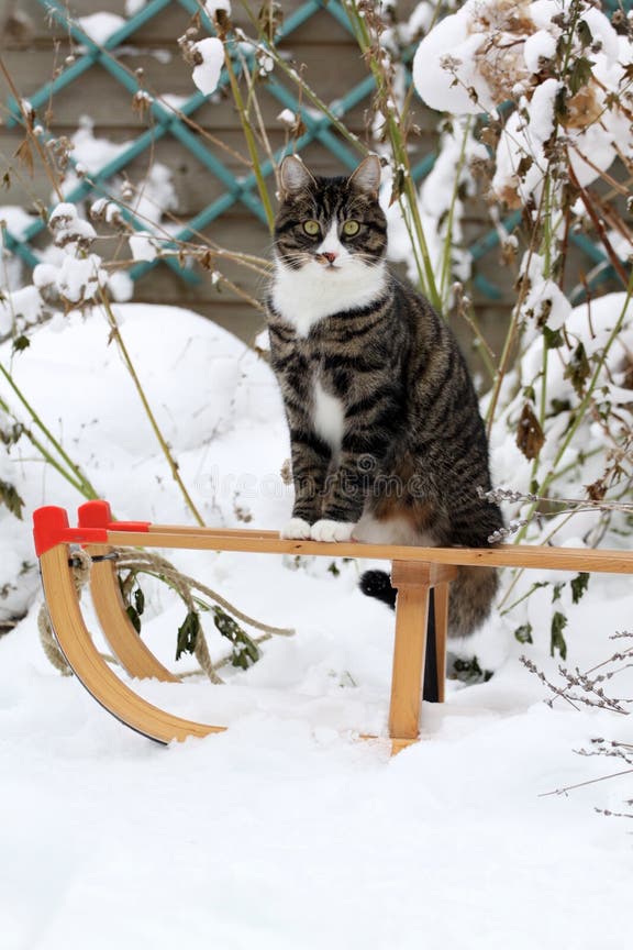 Cat on a sled stock photo. Image of snow, playful, playing - 67555960