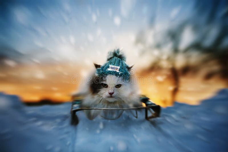 Cat sledding in winter stock image. Image of winter, animal - 37728761