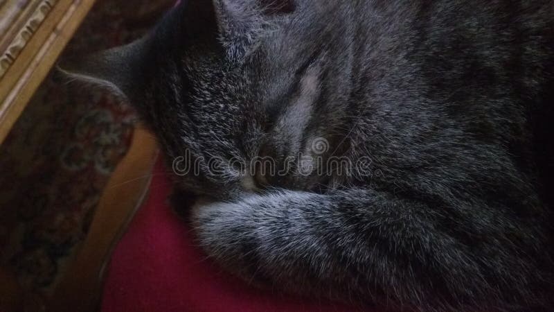 Cat , Sleep , Animals , Love , Grey Cat Stock Photo - Image of animals ...