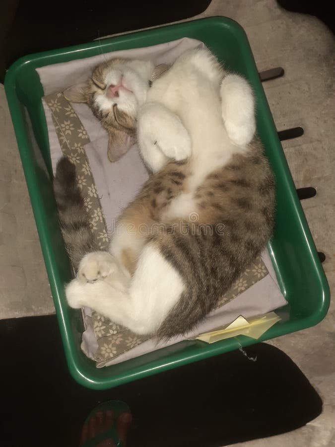 Cat Sleep on the Box stock photo. Image of mattres, sleep - 315606440