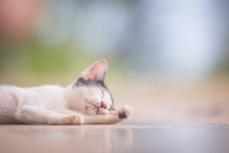 Having a rest cat stock image. Image of nose, feline - 16173929