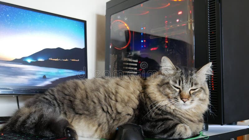 Cat sleep front computer. stock image. Image of keyboard - 112947207