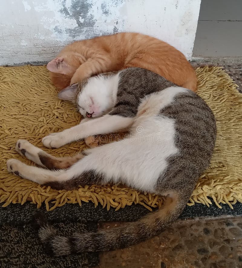 Cat Sleep Funny Animal Mamals Stock Photo - Image of animals, animal ...