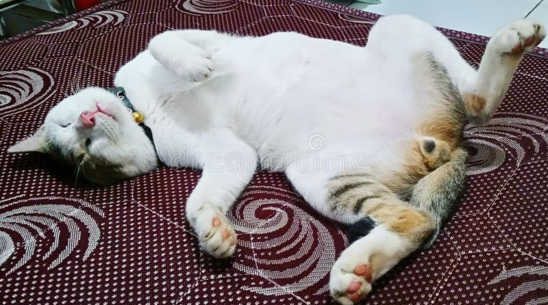 Cat sleep on his back stock photo. Image of kitten, white - 233231902