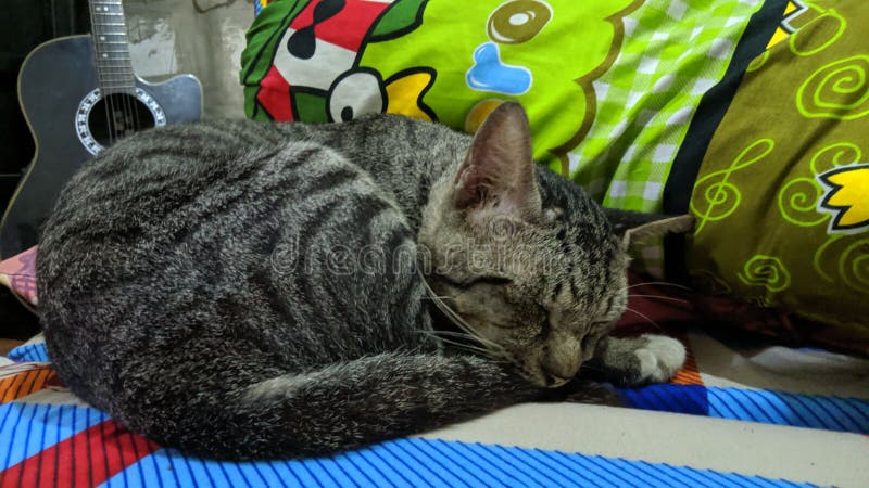 Cat Sleep Morning Funy Indoor Stock Photo - Image of mammal, animal ...