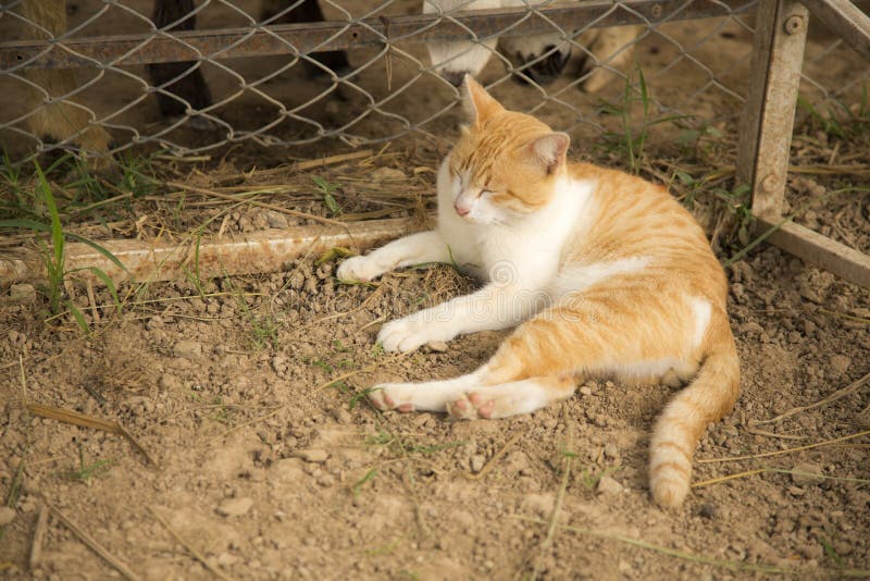 Cat sleep stock image. Image of sheepfold, sleep, relaxation - 62612327