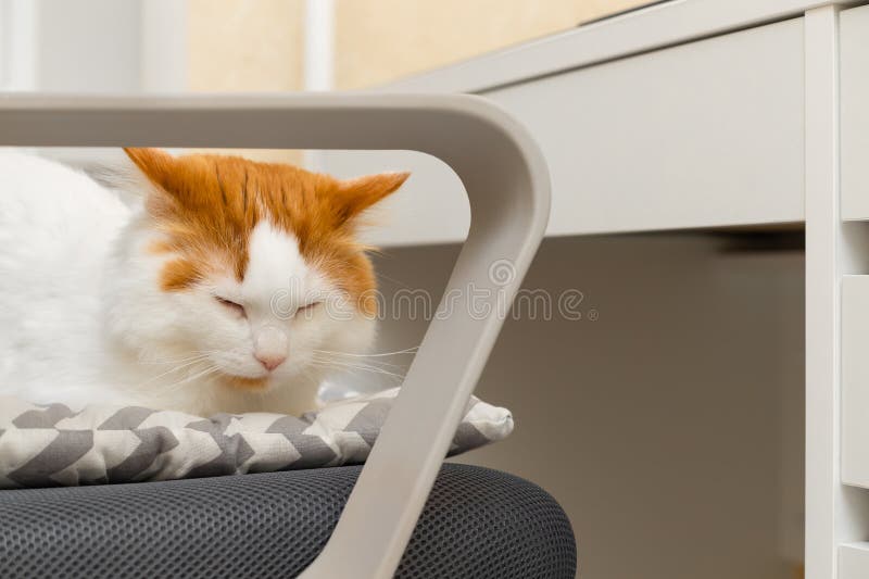The Cat Sleep at the Owner S Workplace. Stock Photo - Image of interior ...
