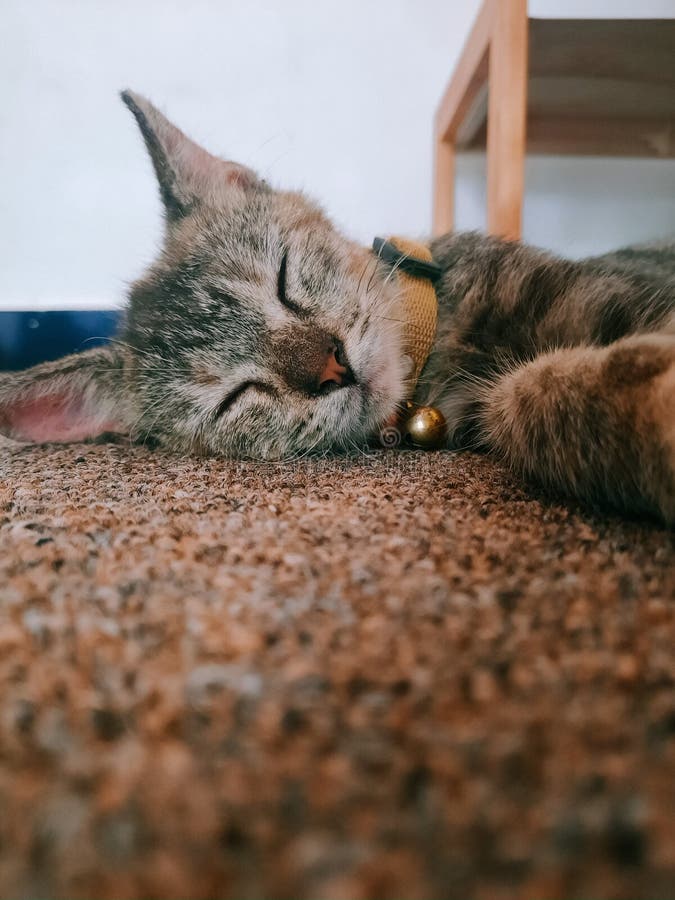 Cat with sleep peacefully stock image. Image of animal - 264014933