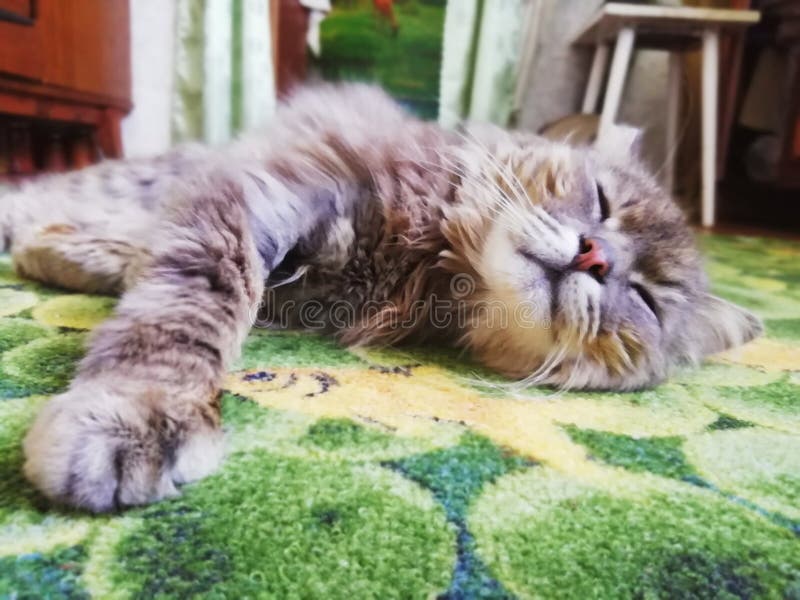 Cat sleep editorial stock image. Image of sleep, relax - 152978704