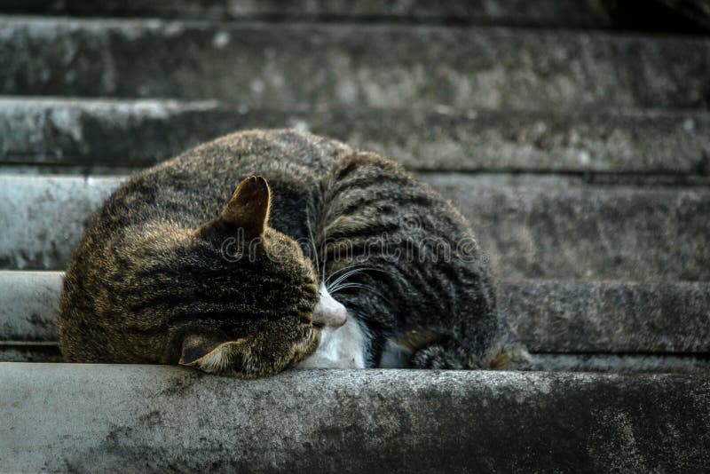 Cat stock image. Image of sleep, relax, roof, alone, tail - 45612139