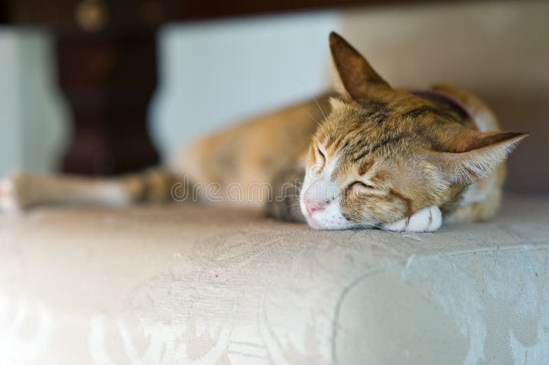 Cat sleep rest relax stock image. Image of sleep, tired - 74989711