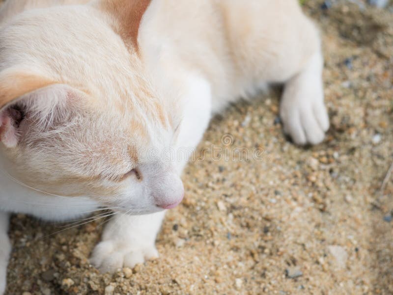 Cat sleep on the sand stock photo. Image of kitty, purebred - 79616680