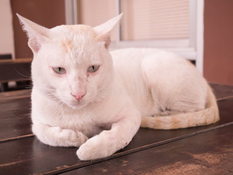 Cat Sleep on the Table Top with Sick in the Leg Stock Image - Image of ...