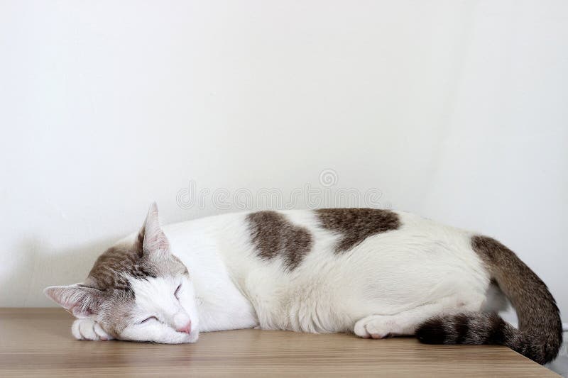 The Cat Sleep on the Wooden Table in White Wall Room Stock Image ...