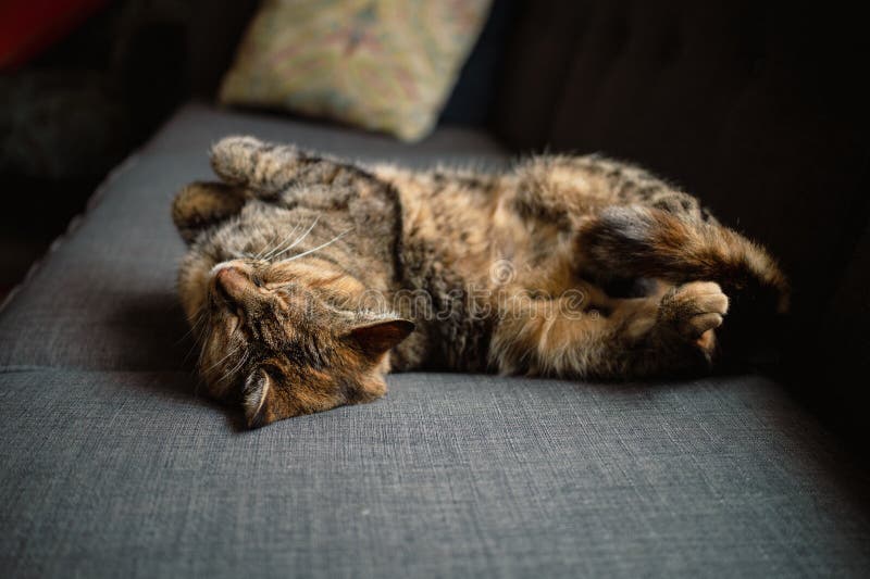 Cat Sleeping on Back Twisted in a Funny Shape Stock Photo - Image of ...