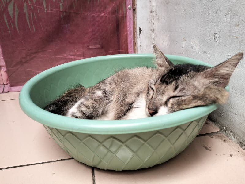 Cat is Sleeping on a Basin Outside Stock Image - Image of sleeping ...