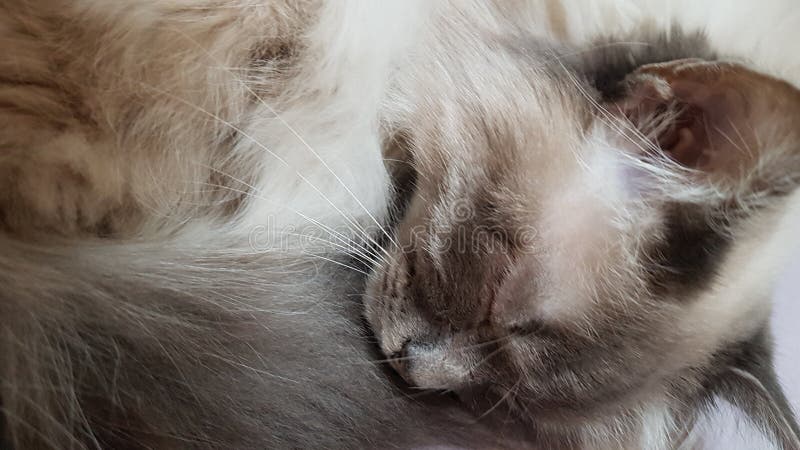 Cat sleeping in bed stock photo. Image of pets, fluffy - 176376700