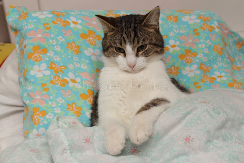 Cat sleeping in bed. stock image. Image of feline, cute - 102498459