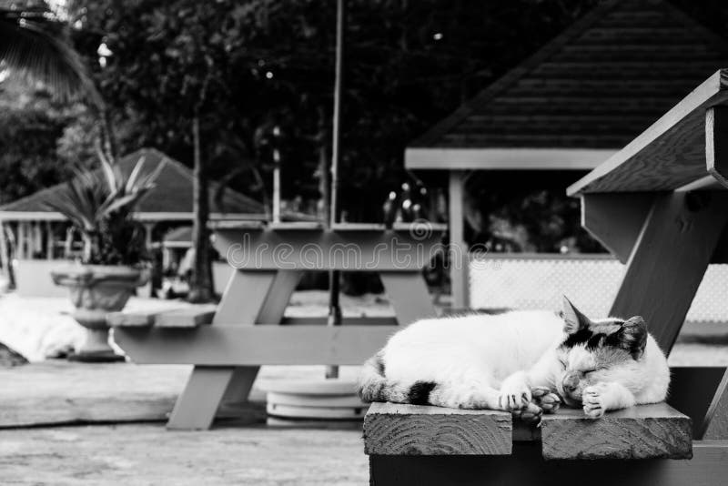 Cat sleeping on bench stock image. Image of animal, beautiful - 123109749