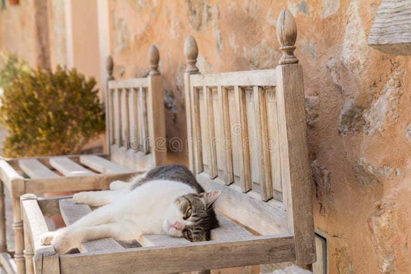 Cat sleeping on bench stock image. Image of relaxing - 75809783