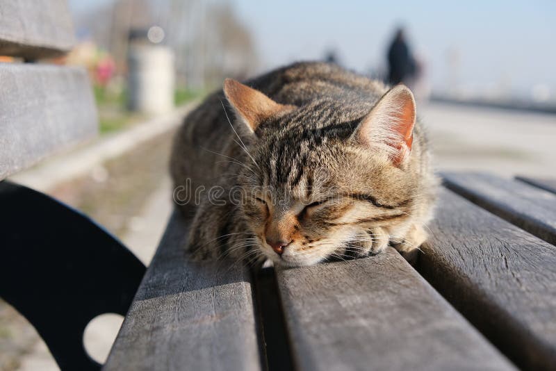 Cat sleeping on bench stock photo. Image of alley, kitten - 172931252