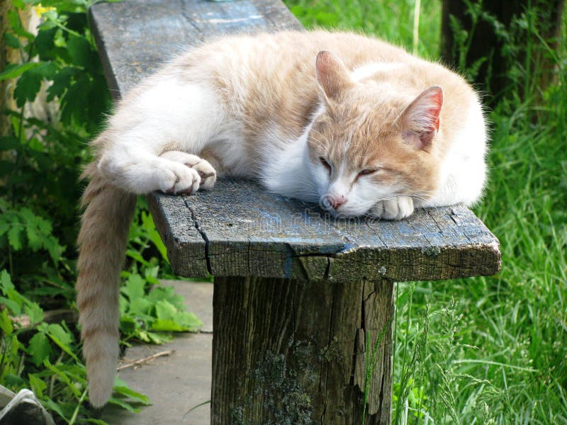 Cat sleeping on a bench stock image. Image of nature - 33036731