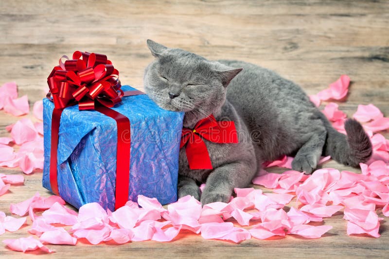 Cat sleeping on blue gift stock image. Image of package - 29637251