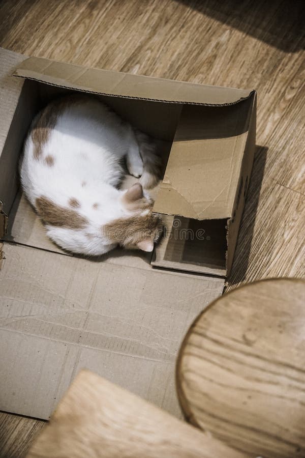 Cat stock image. Image of home, focus, dramatic, cute - 92789151