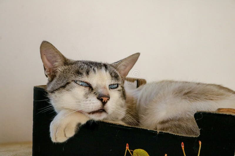 Cat sleeping in a box. stock photo. Image of vintage - 325727010
