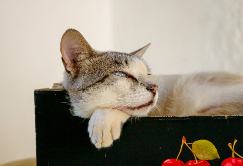 Cat sleeping in a box. stock image. Image of young, pretty - 325727025