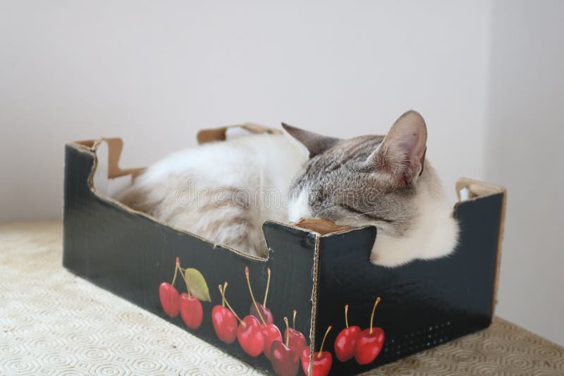 Cat sleeping in a box. stock image. Image of feline - 325727397
