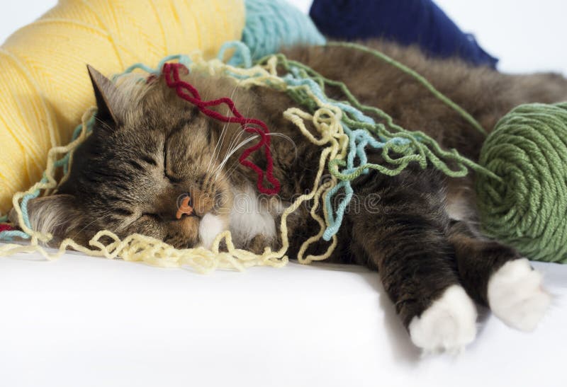 364 Cat Tangled Yarn Stock Photos - Free & Royalty-Free Stock Photos ...