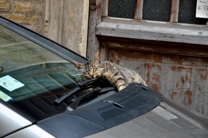 919 Cat Car Window Stock Photos - Free & Royalty-Free Stock Photos from ...