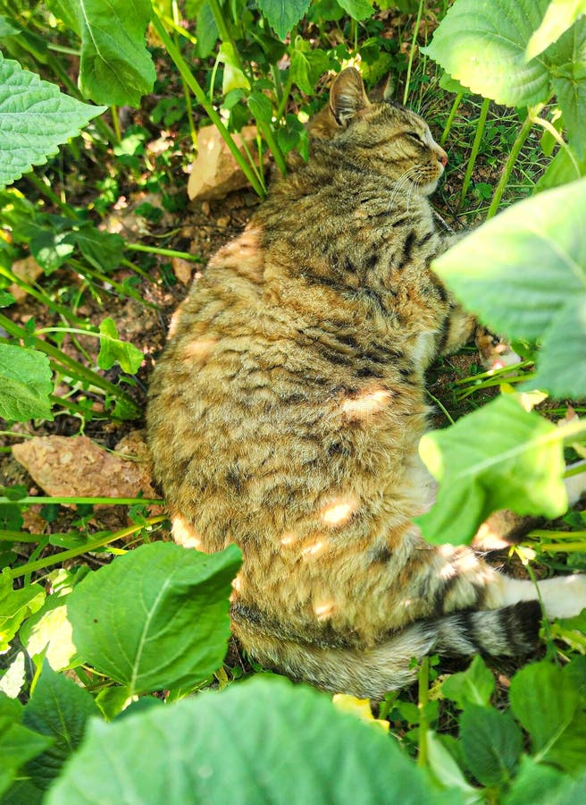 Cat Sleeping Cat Sleeping Leaf Blowing Leaves Tree Nature Stock Image ...