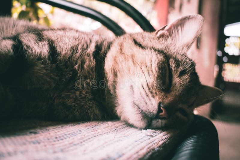Cat feeling comfy stock photo. Image of cute, feeling - 194607948