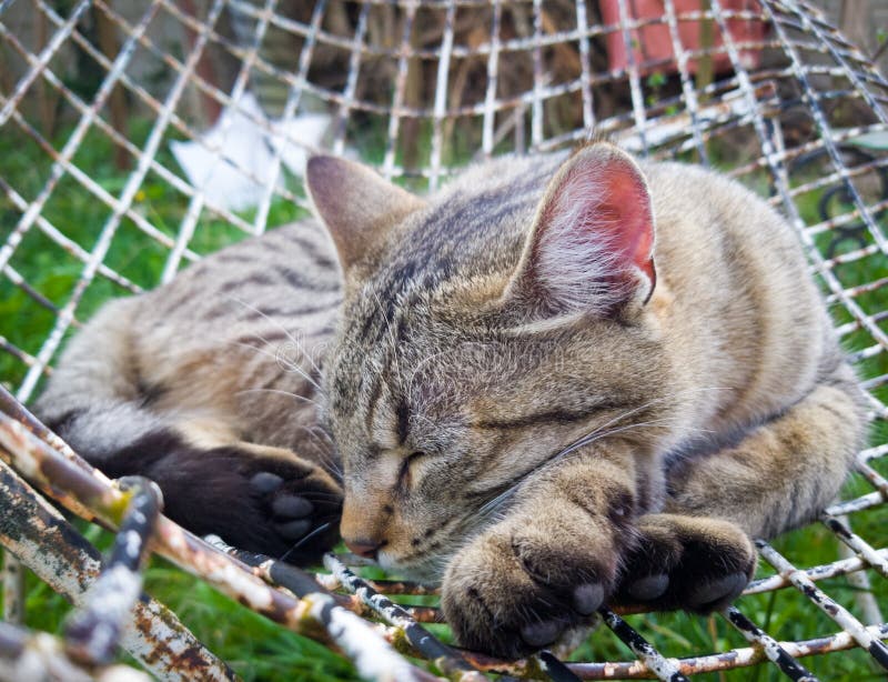 Sleeping man in a chair stock photo. Image of limp, jack - 13241974