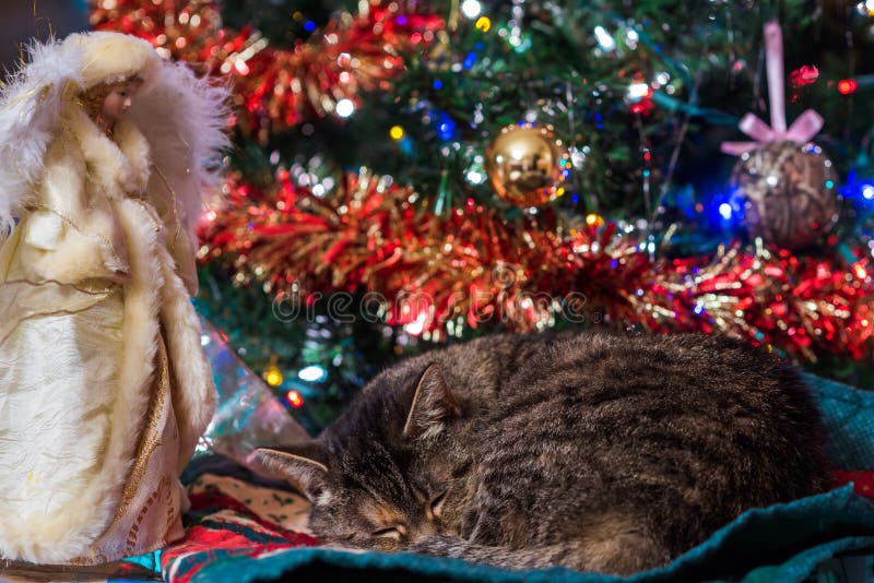Cat Sleeping by Christmas Tree with Angel Stock Photo - Image of ...